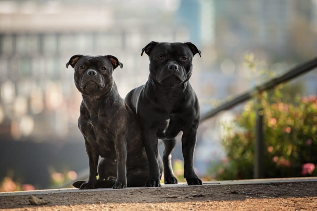 Staffordshire bull terrier - ZooCena.pl
